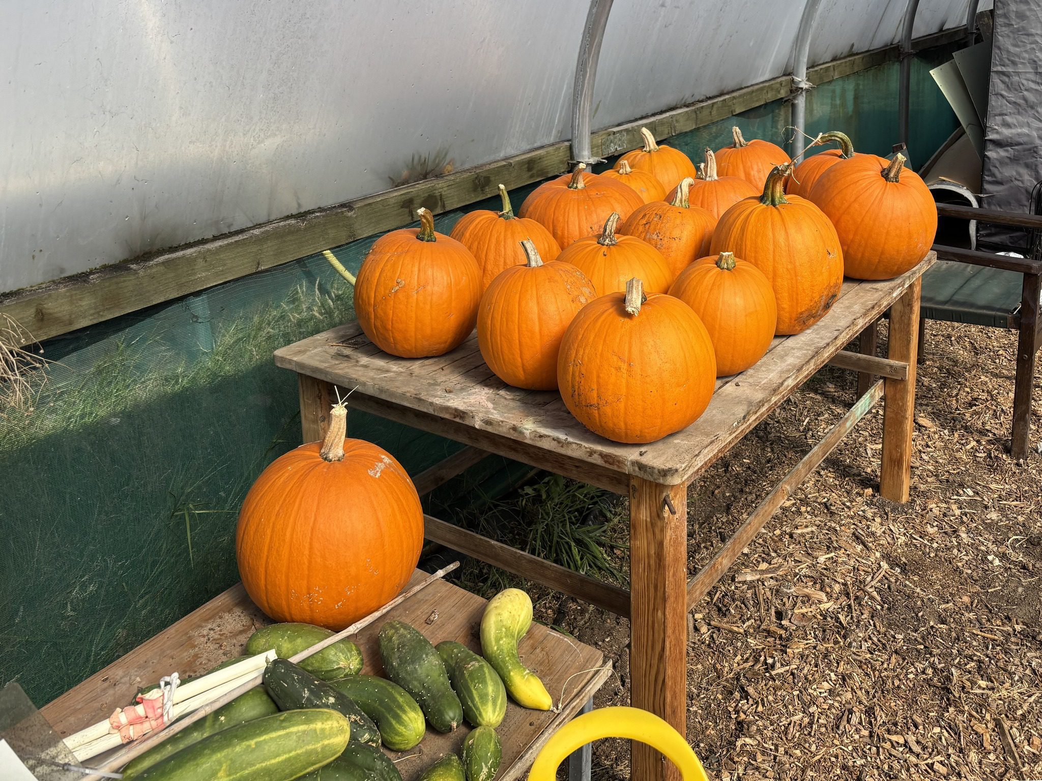 Halloween half-term activities planned for our Bromborough Pool and ...